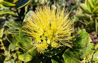 Hawaiian Tree Conservation and Kauai History | Shaka Zipline