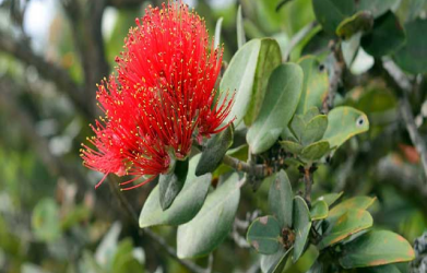 Hawaiian Tree Conservation and Kauai History | Shaka Zipline