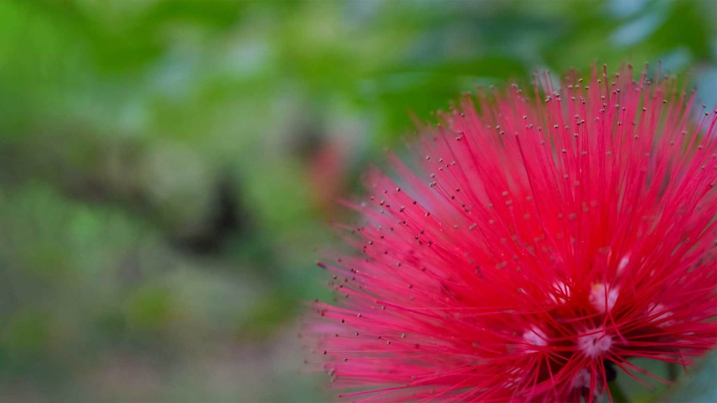 Hawaiian Tree Conservation and Kauai History | Shaka Zipline